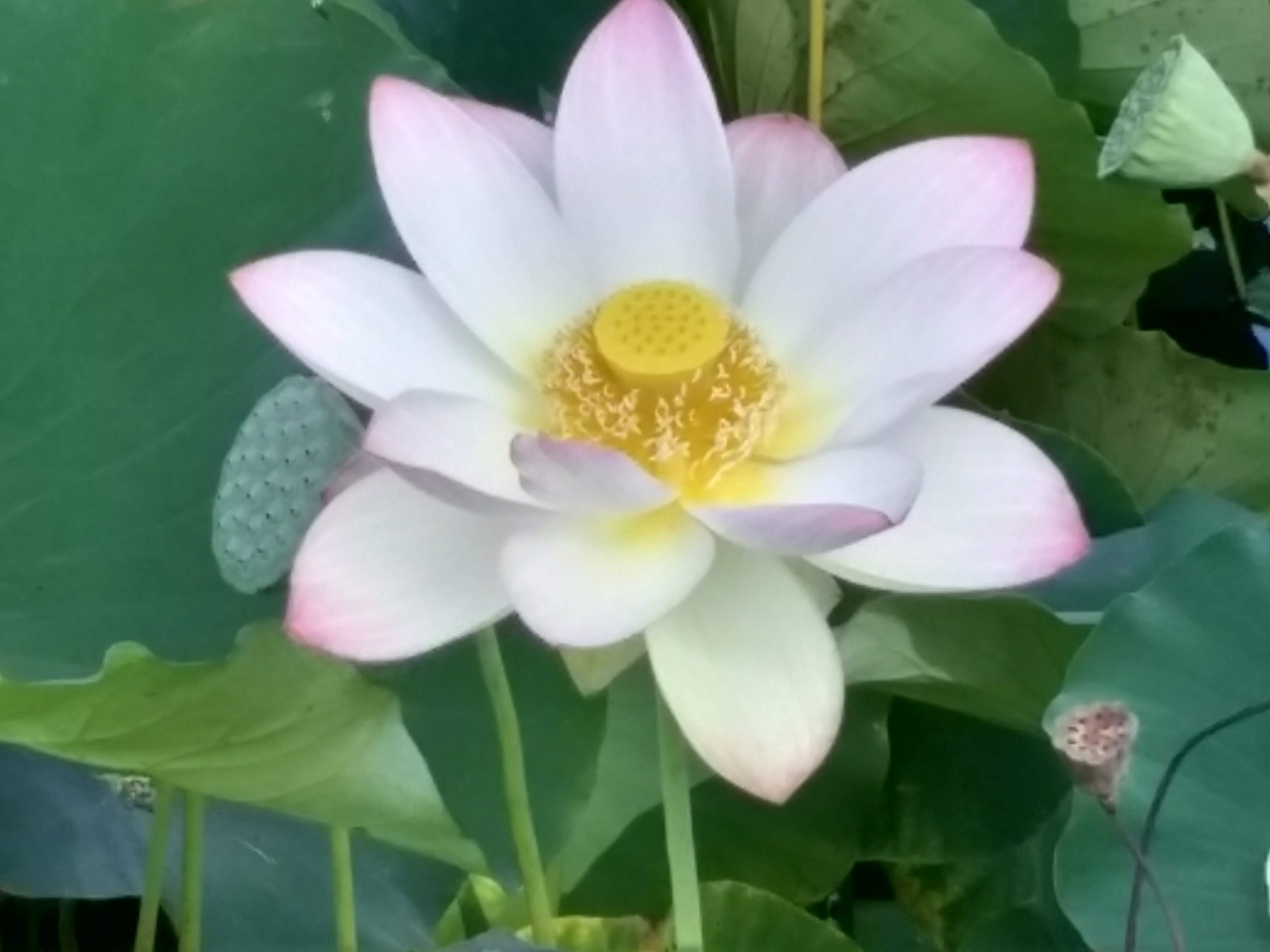 Lotus one – Barbara Schnell, author